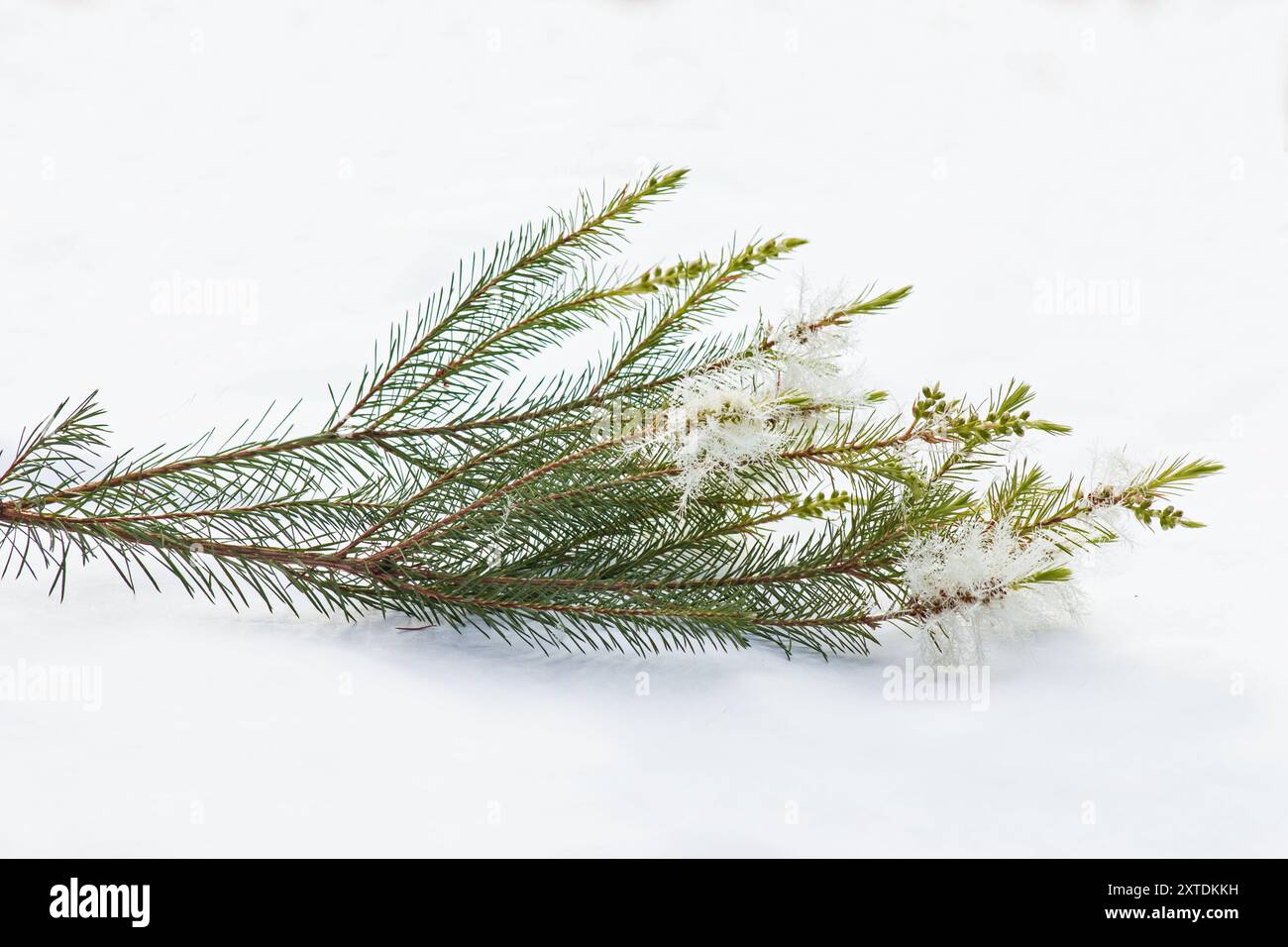 Melaleuca alternifolia cuttings with flower on white background Stock ...