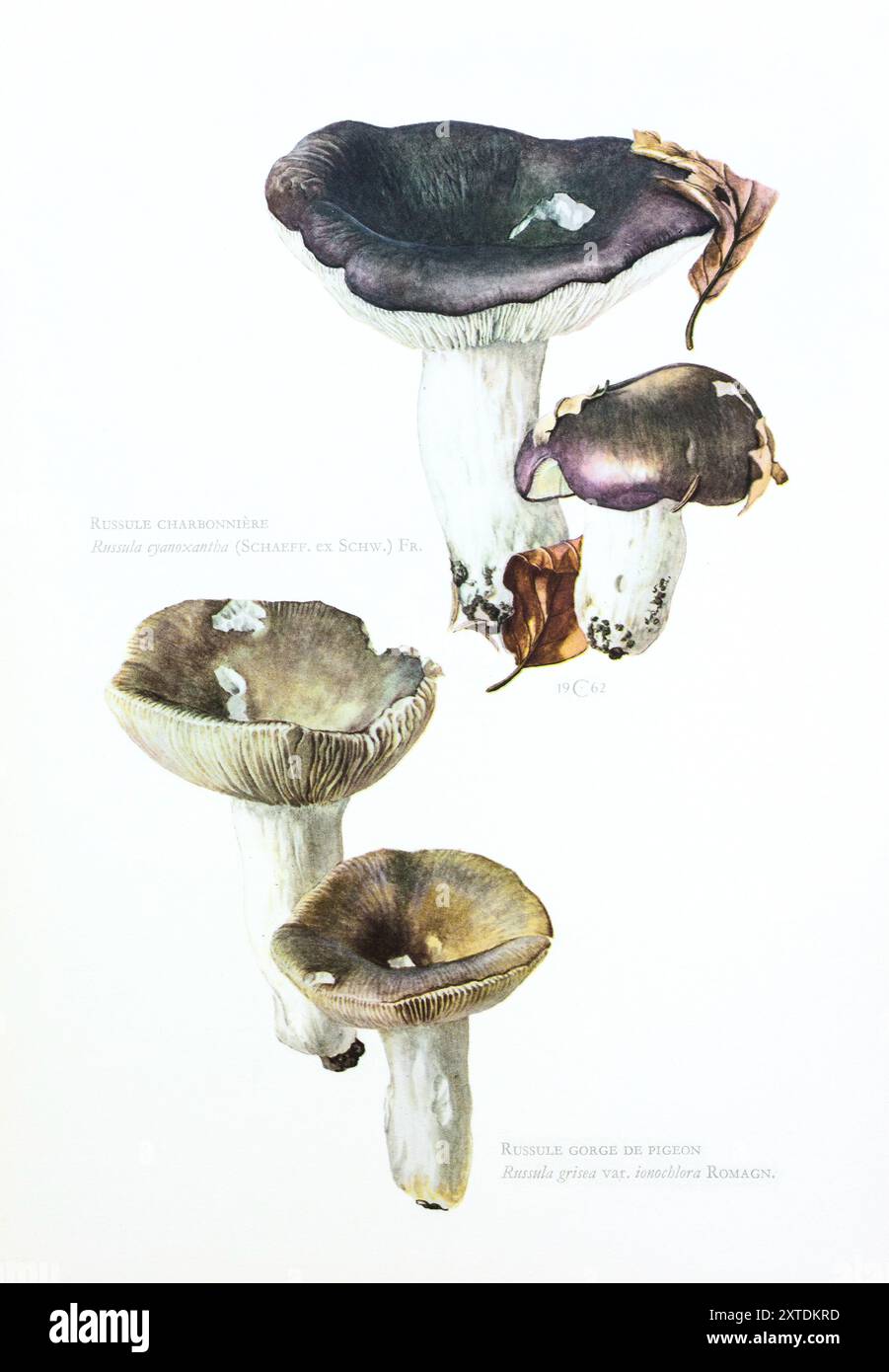 Illustration by Claus Caspari from the "Collection de Documents d ...