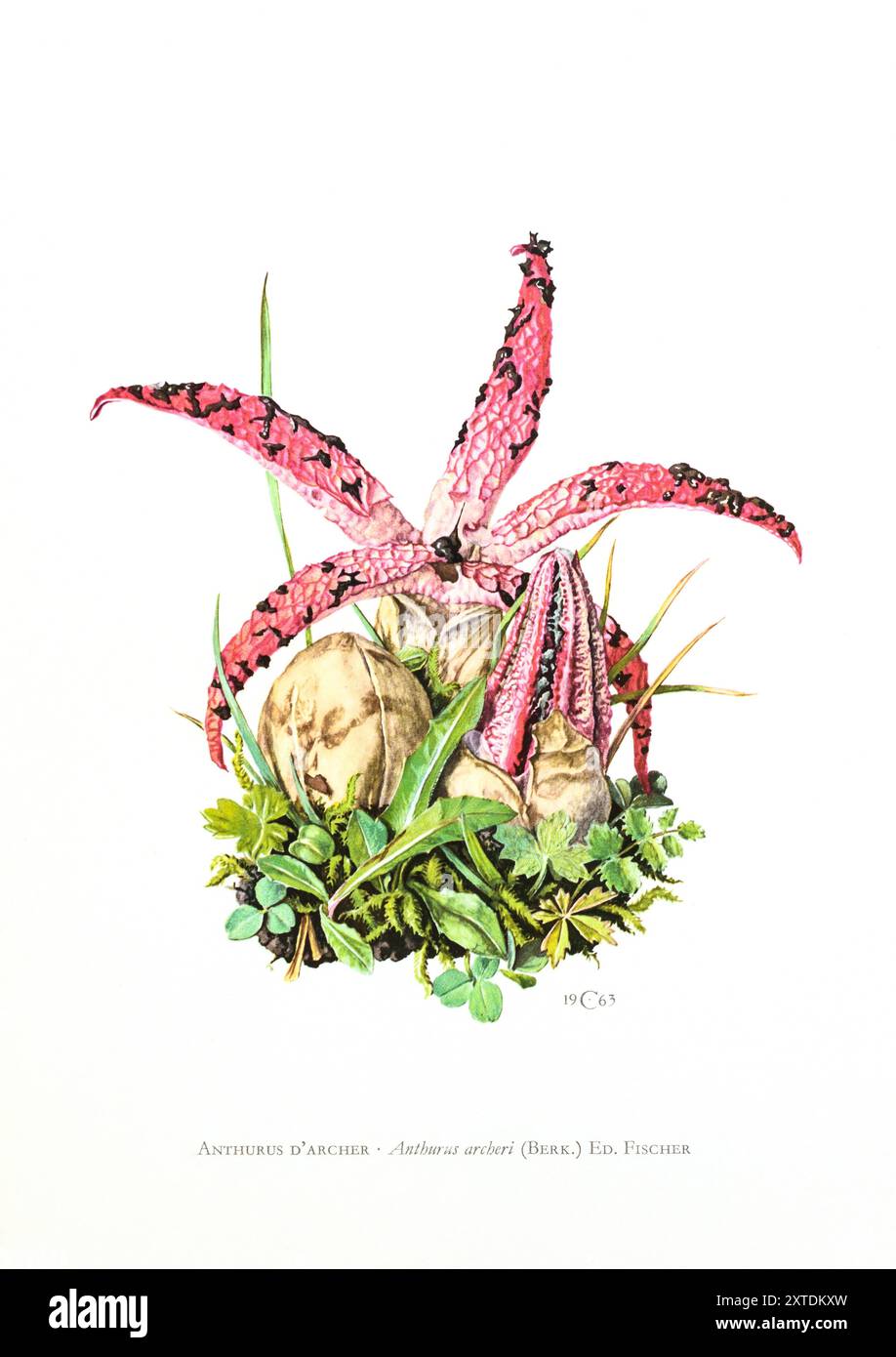 Illustration by Claus Caspari from the "Collection de Documents d ...