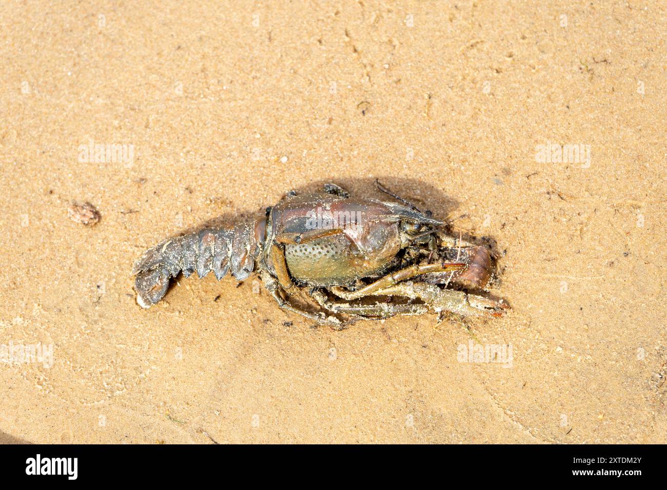 Crayfish antennae hi-res stock photography and images - Alamy