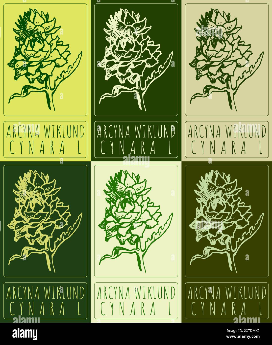 Set of vector drawing ARCYNA WIKLUND in various colors. Hand drawn ...