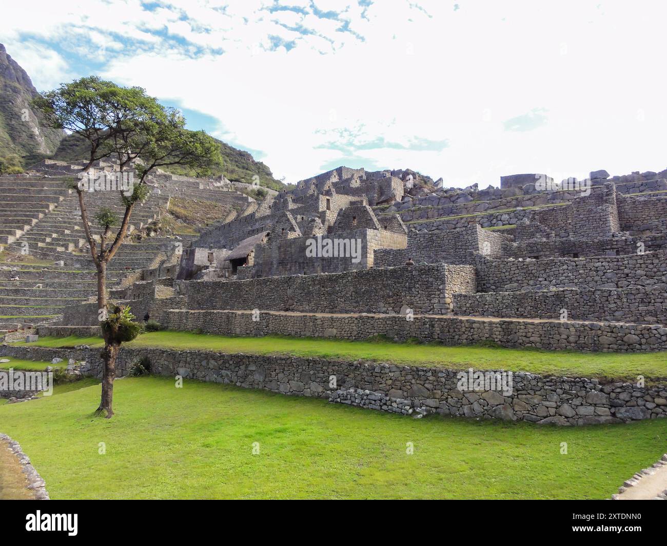 Single tree is growing near ancient inca stonework and agricultural ...