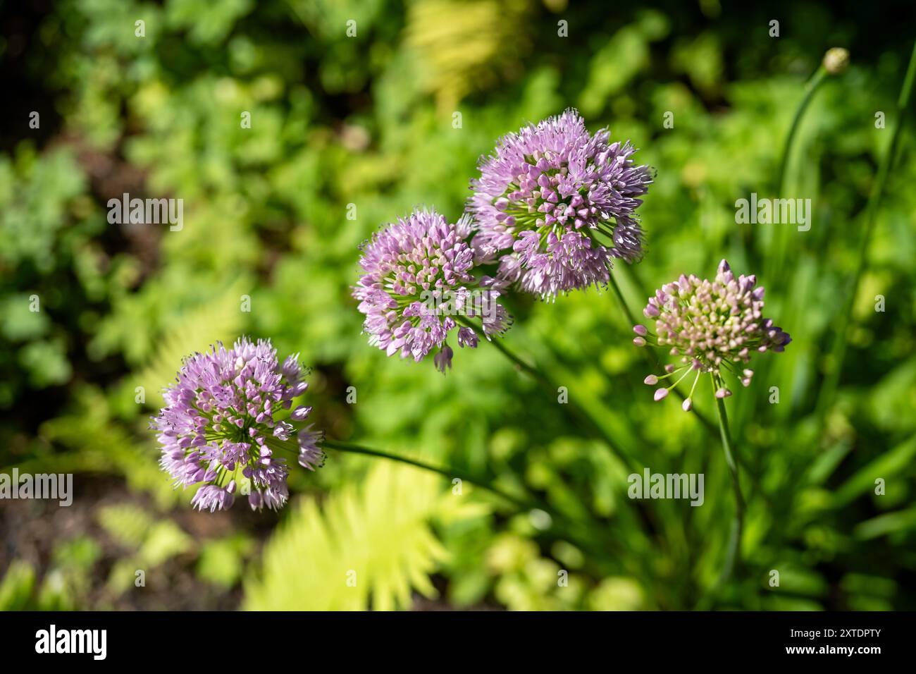 image of pink leek plants with green background Stock Photo - Alamy