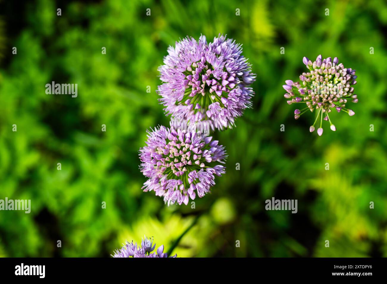 image of pink leek plants with green background Stock Photo - Alamy