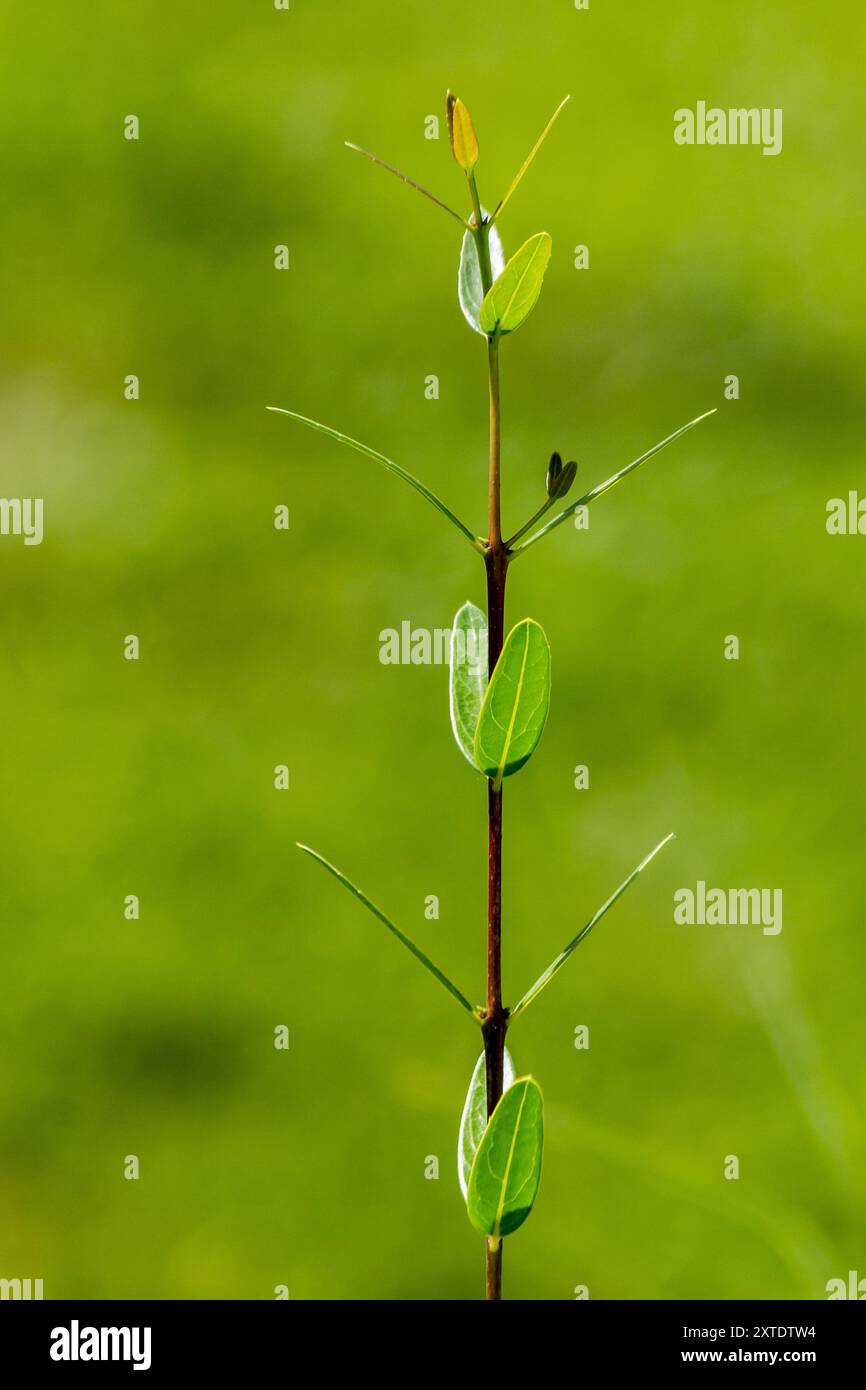 Beauty in flora hi-res stock photography and images - Alamy