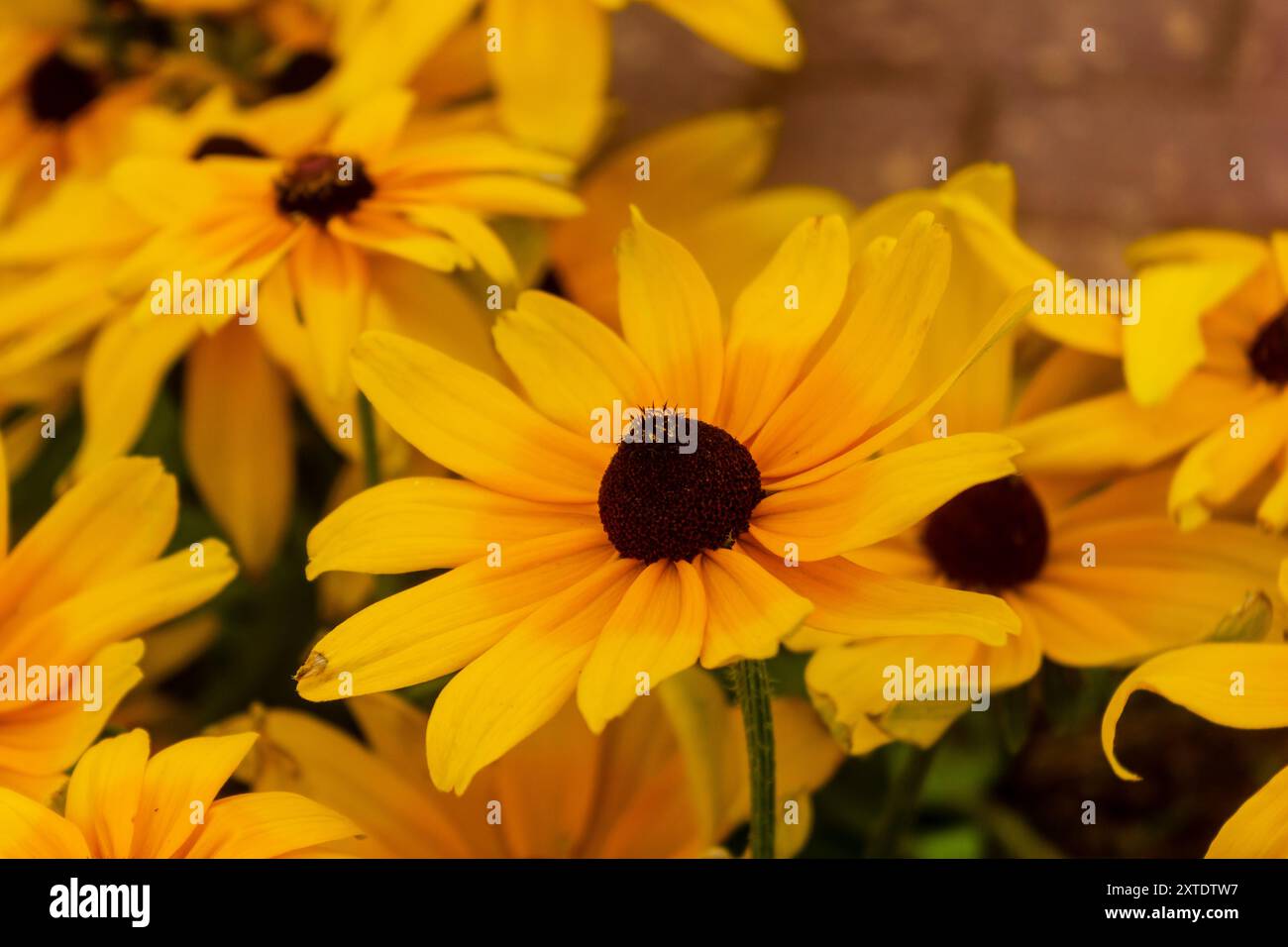 Yellow garden scene hi-res stock photography and images - Alamy