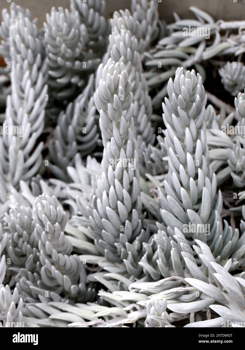 Tontelbos hi-res stock photography and images - Alamy