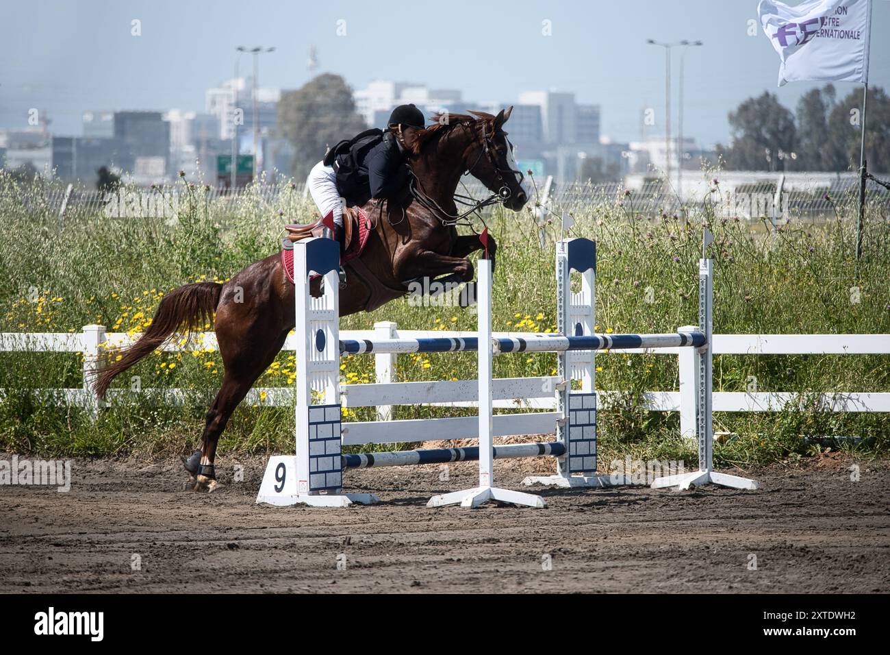 Israel FEI horse competition | profile of jumping horse over a fence ...