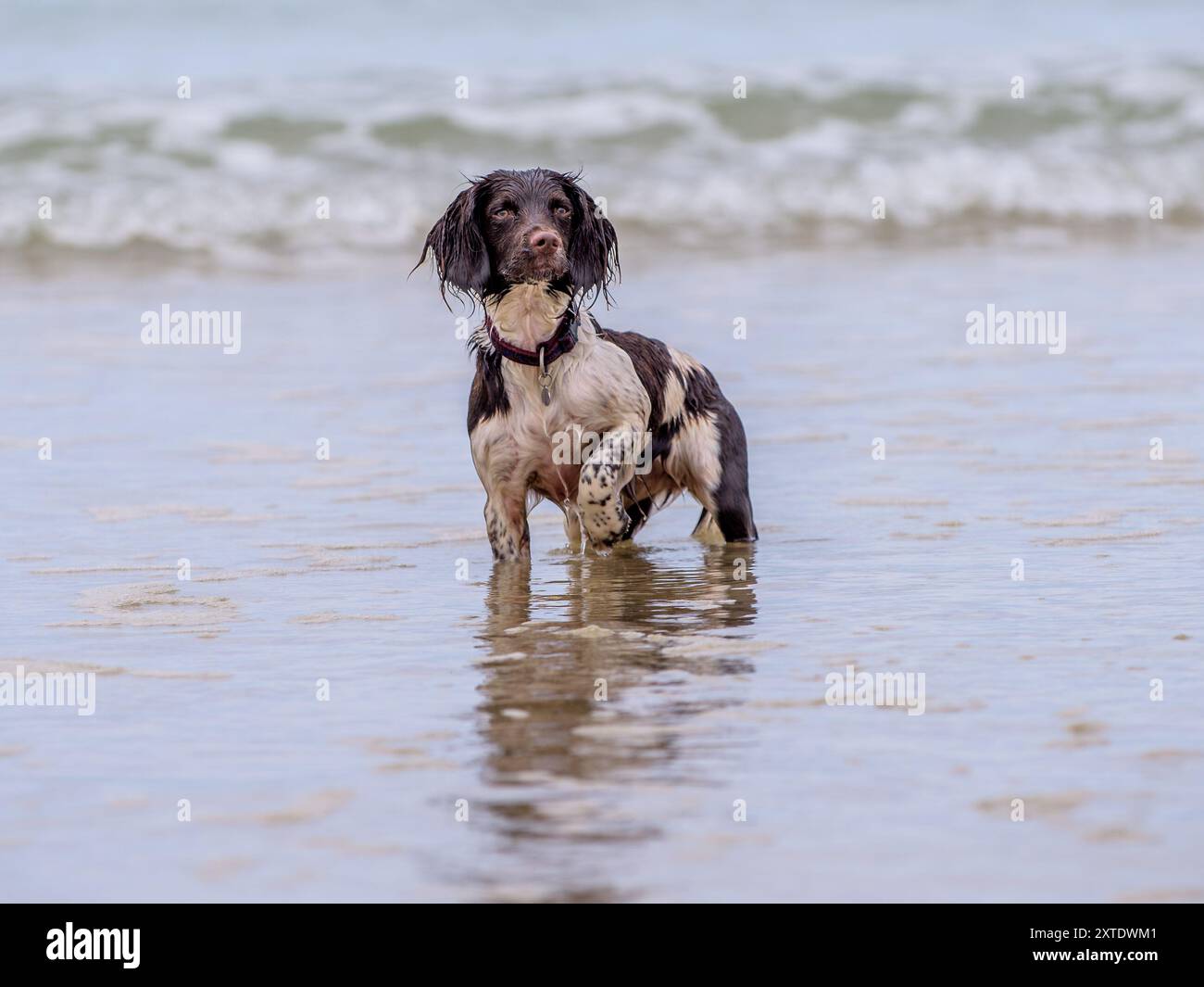 English Springer Spaniel at the Beach, Leaping and Jumping Through the ...