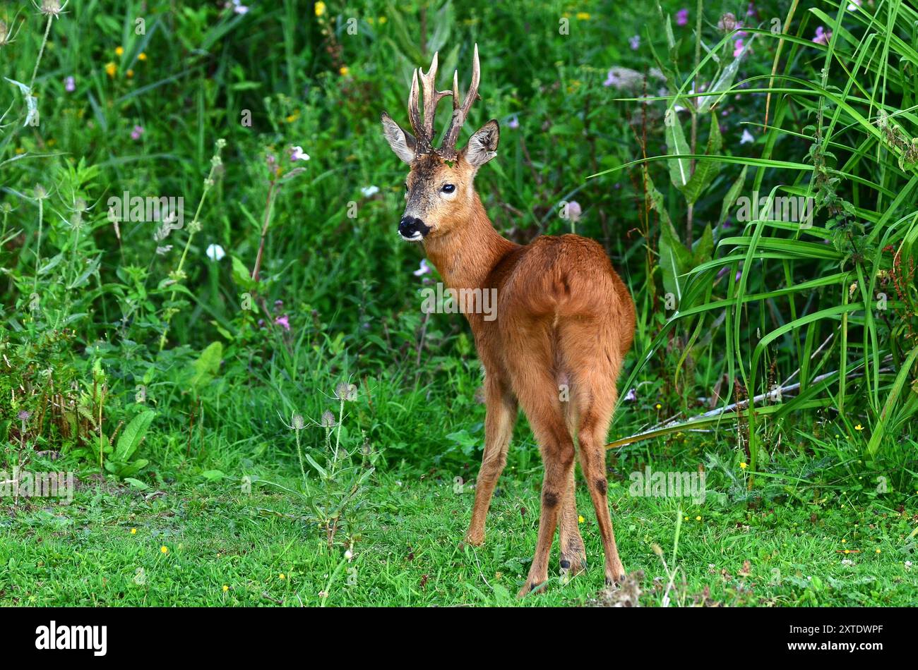 Roe deer buck capreolus hi-res stock photography and images - Alamy