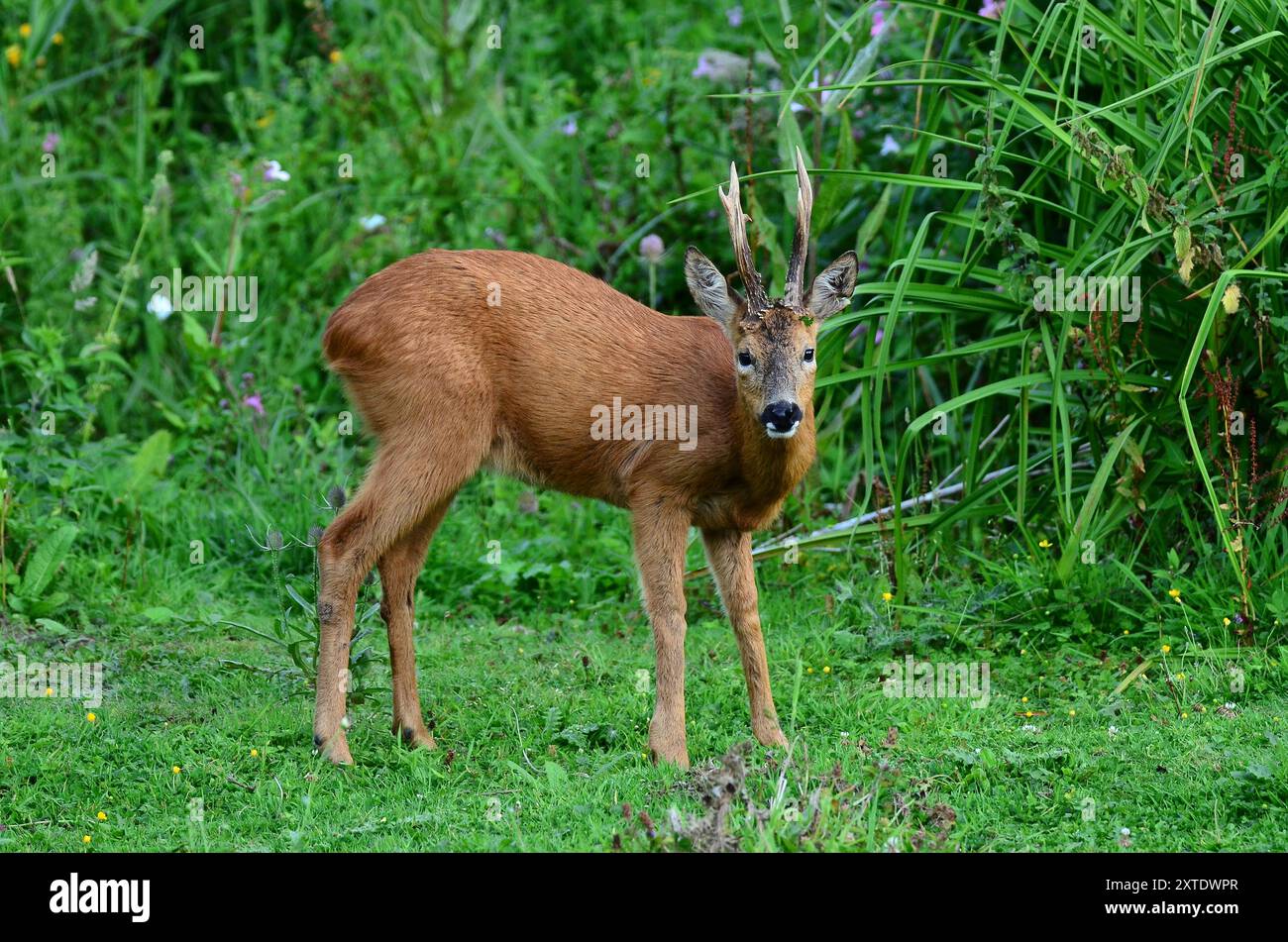 Photo of deer hi-res stock photography and images - Alamy