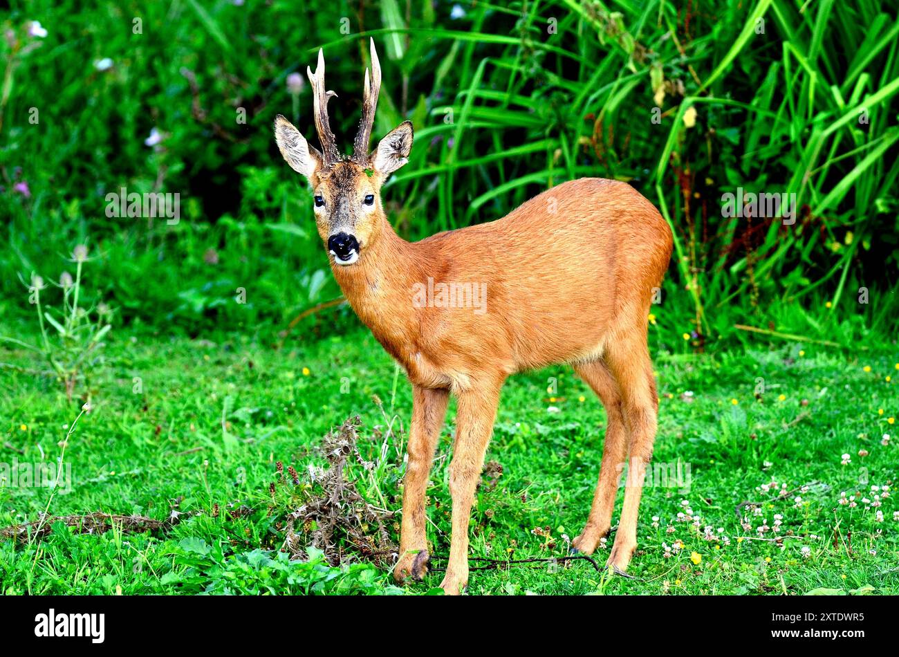 Roe buck close hi-res stock photography and images - Alamy