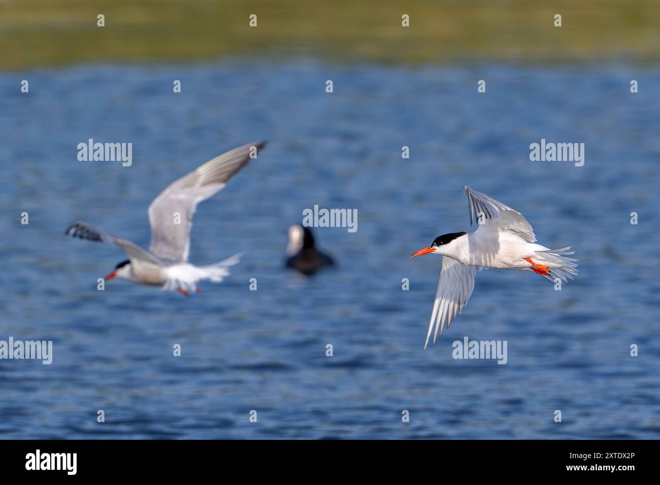 Two common terns (Sterna hirundo) adults in breeding plumage flying ...