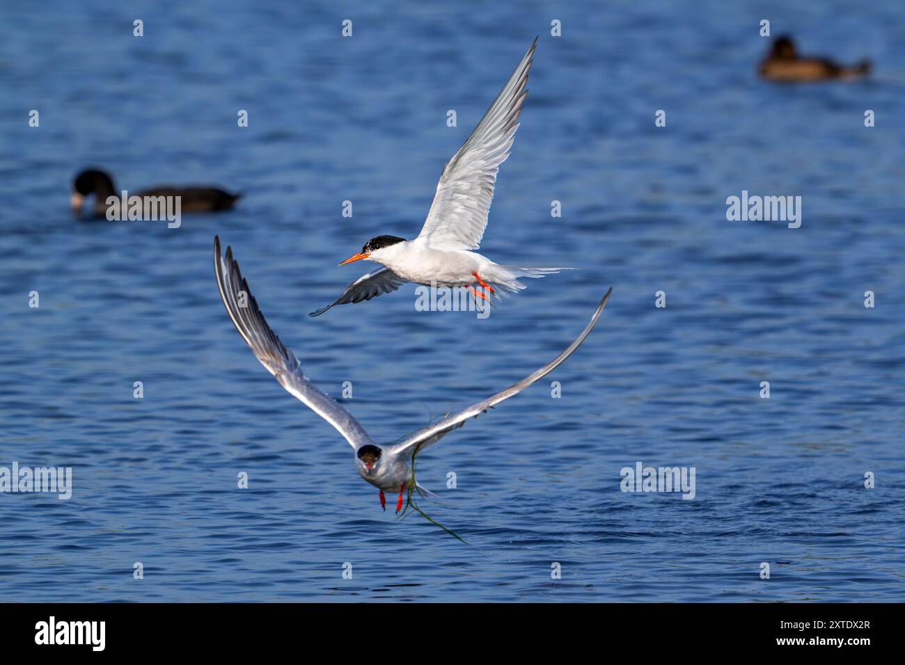 Two common terns (Sterna hirundo) adults in breeding plumage flying ...
