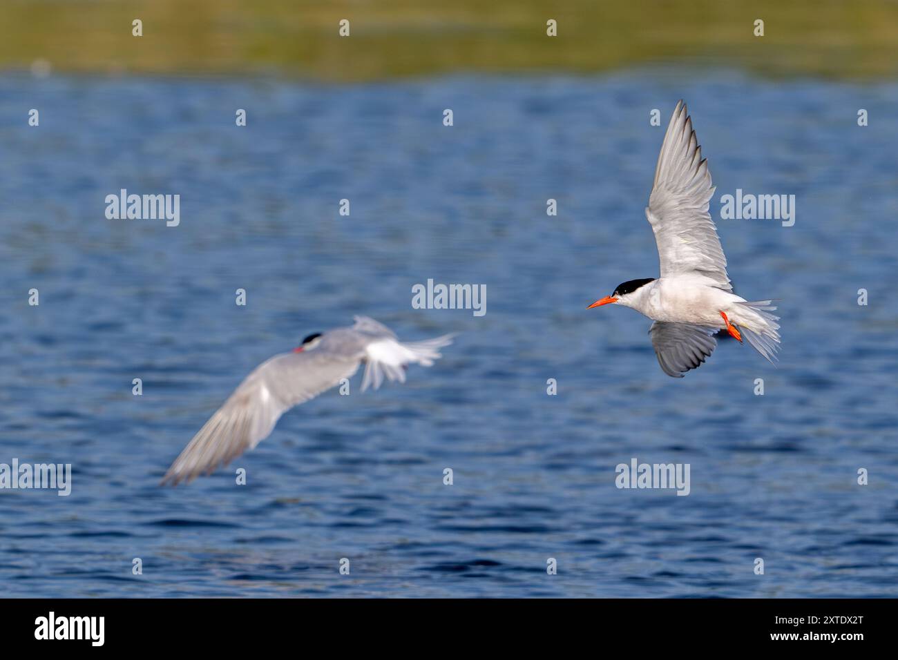 Two common terns (Sterna hirundo) adults in breeding plumage in summer ...