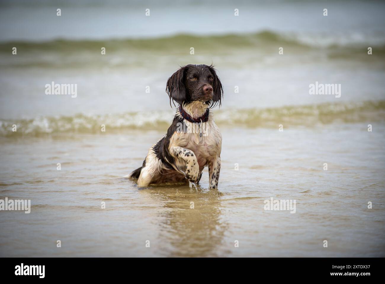 English Springer Spaniel at the Beach, Leaping and Jumping Through the ...