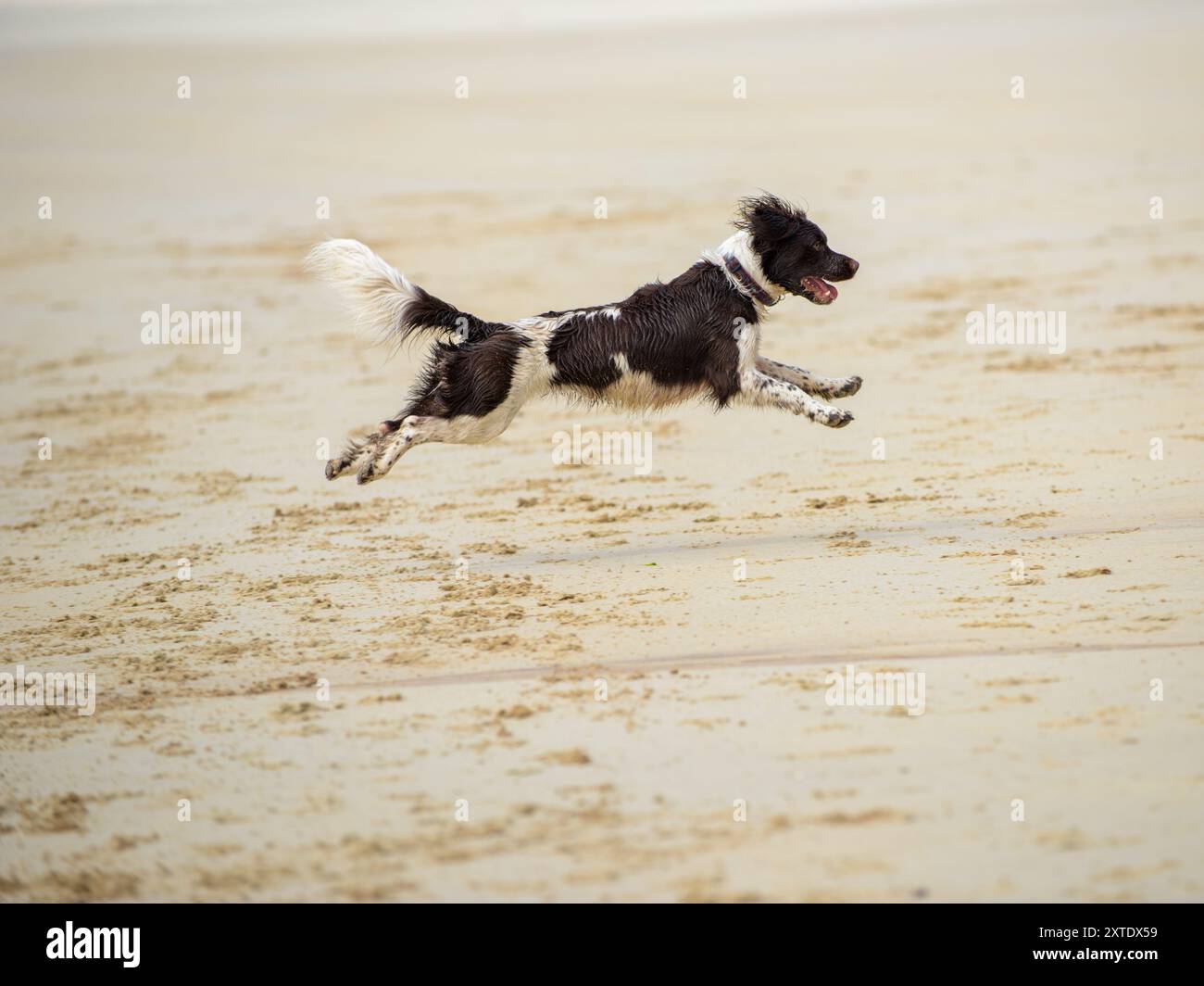 English Springer Spaniel at the Beach, Leaping and Jumping Through the ...