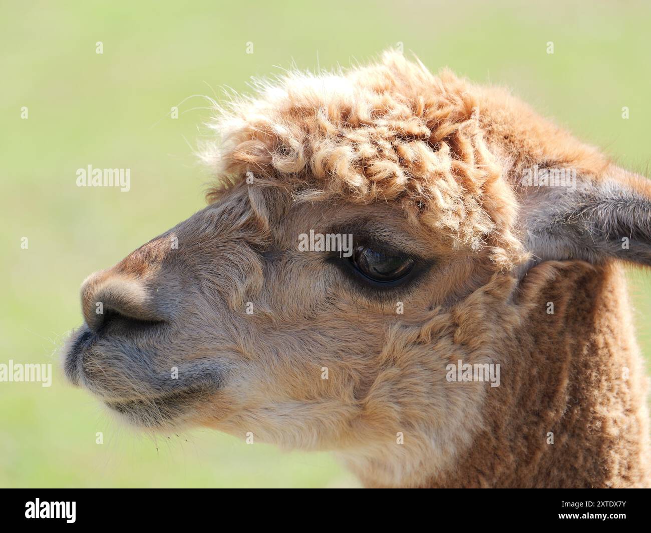 Free range alpacas hi-res stock photography and images - Alamy