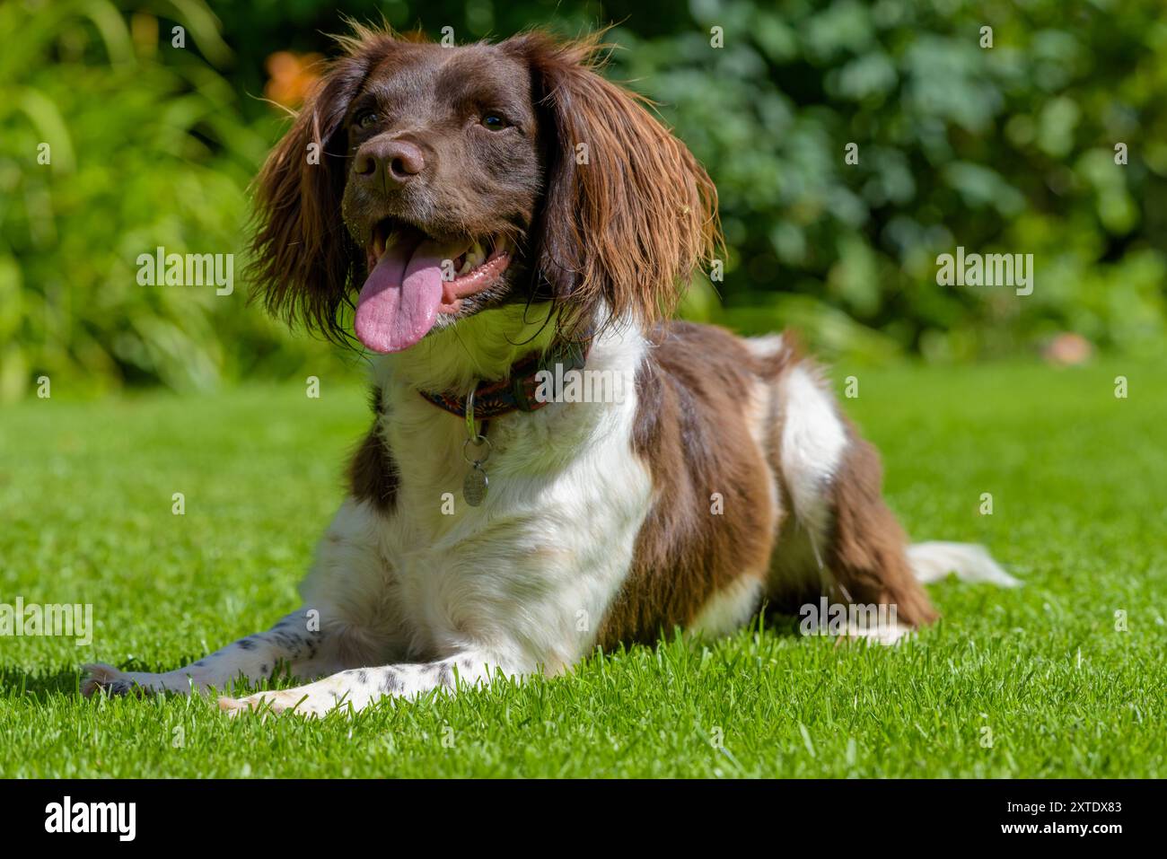 Liver and White English Springer Spaniel Enjoying the Sun on a Grassy ...