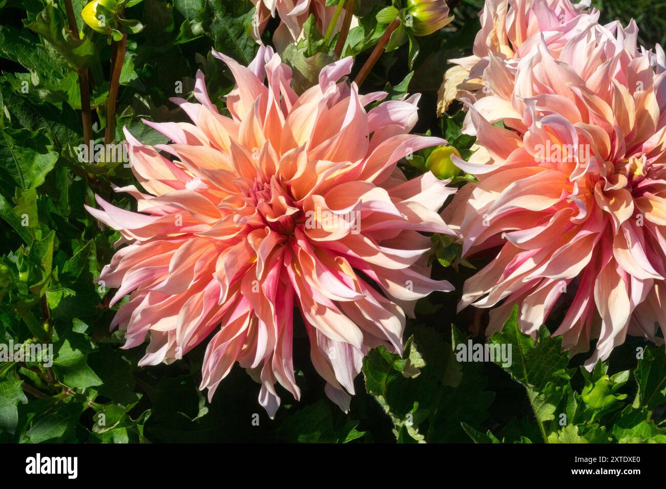 Dahlia "Labyrinth" Informal Decorative form peach colour Stock Photo ...