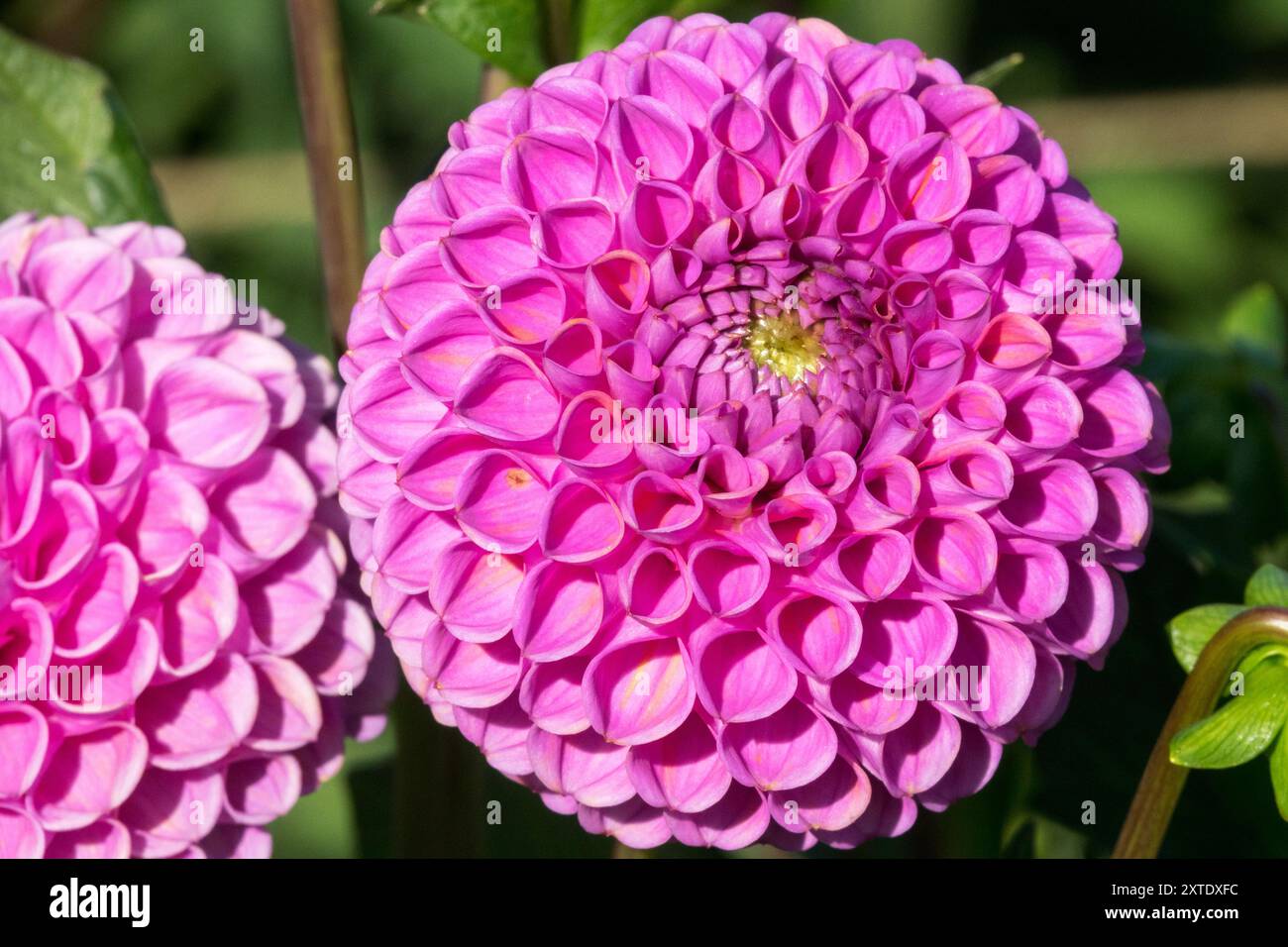 Purple ball flower hi-res stock photography and images - Alamy