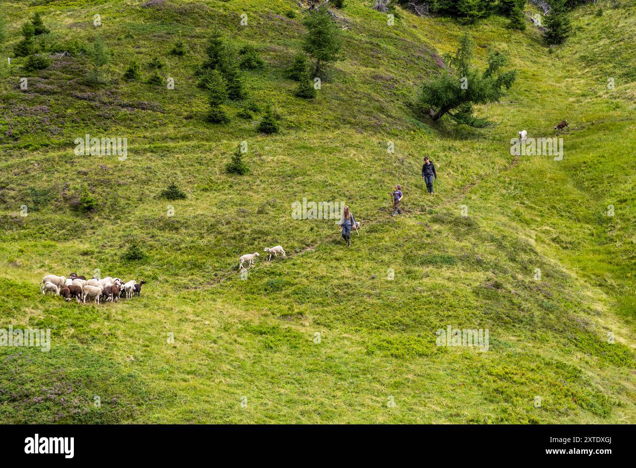 Shepherds with their flock of sheep in the Alps, Davos, Grisons ...