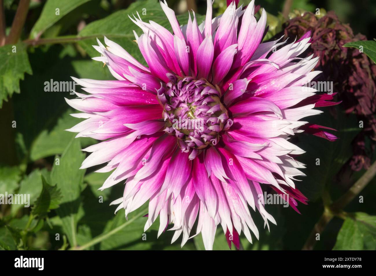 Dahlia "Alauna Clair-Obscure Stock Photo - Alamy
