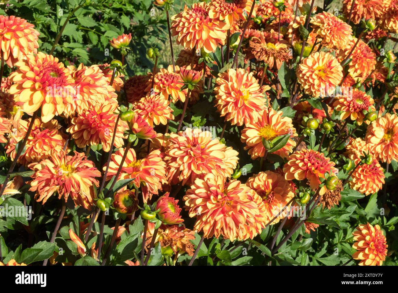 Dahlia "American Sunset" Orange Dahlias flowerbed border Dahlias Stock ...