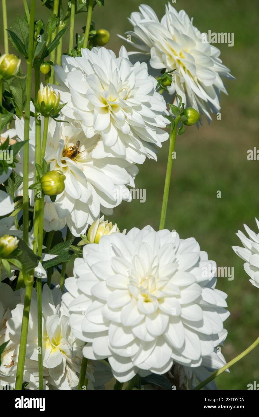 White "Dahlia Siberia" Dahlias flowers Dahlias Stock Photo - Alamy