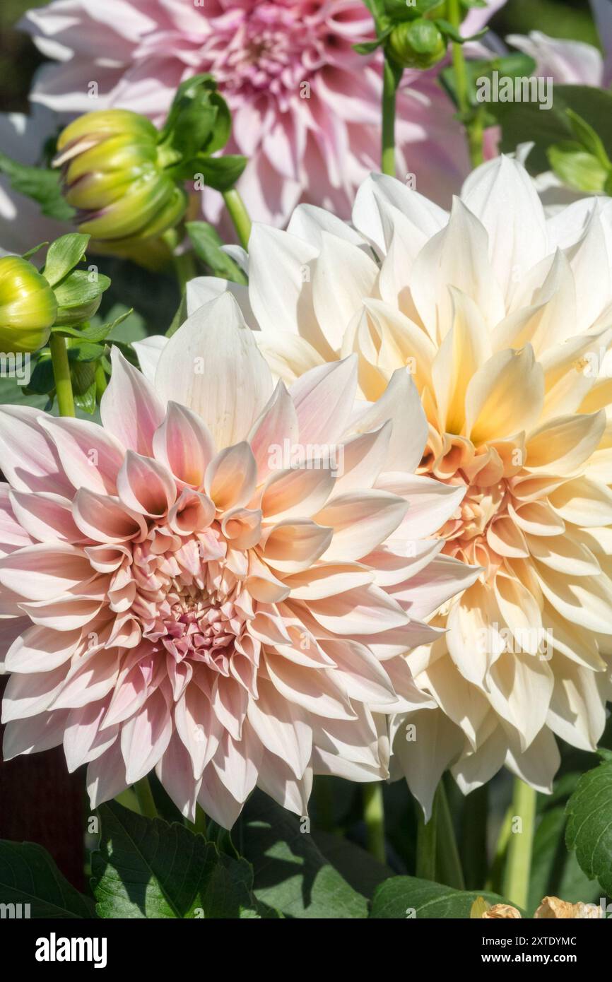 Dahlia "Cafe au Lait" Dahlia flower Stock Photo - Alamy