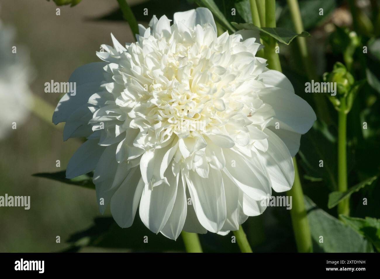 Dahlia zahra hi-res stock photography and images - Alamy