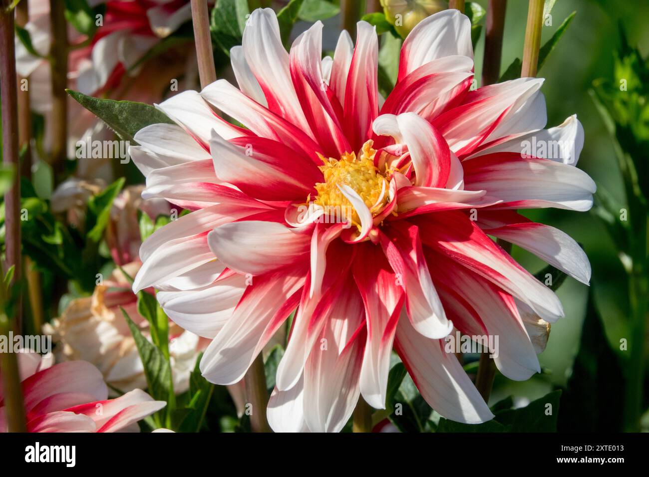 Dahlia Dahlia