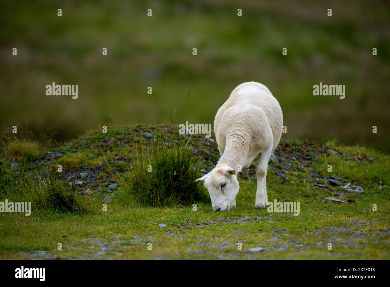 A single lamb is grazing on grass in a vibrant green field, surrounded ...