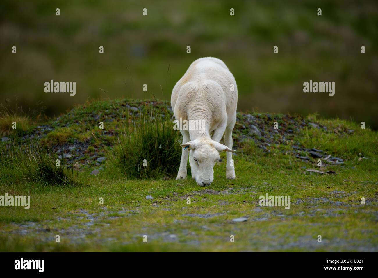 A single lamb is grazing on grass in a vibrant green field, surrounded ...