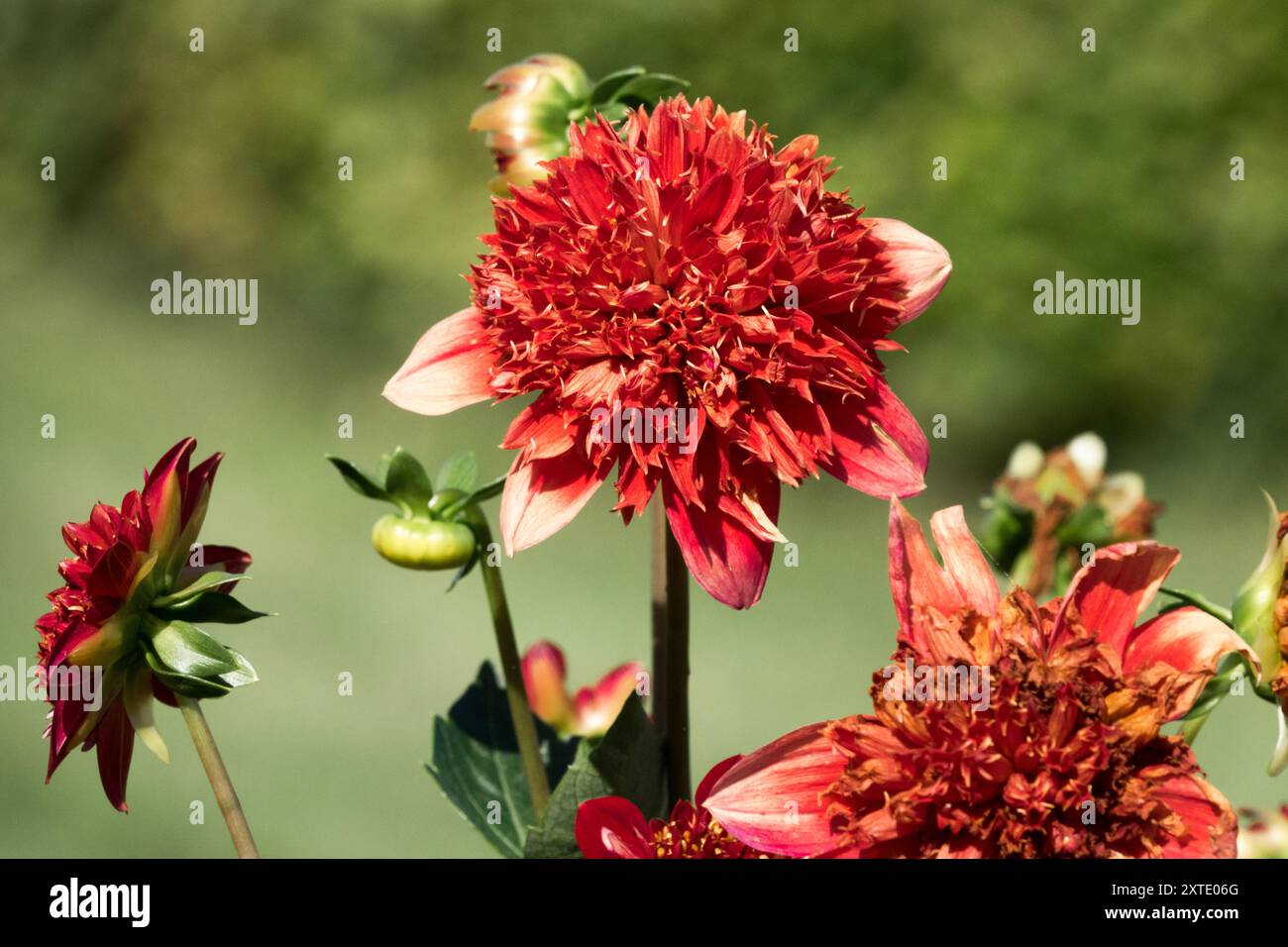 Dahlia speech hi-res stock photography and images - Alamy