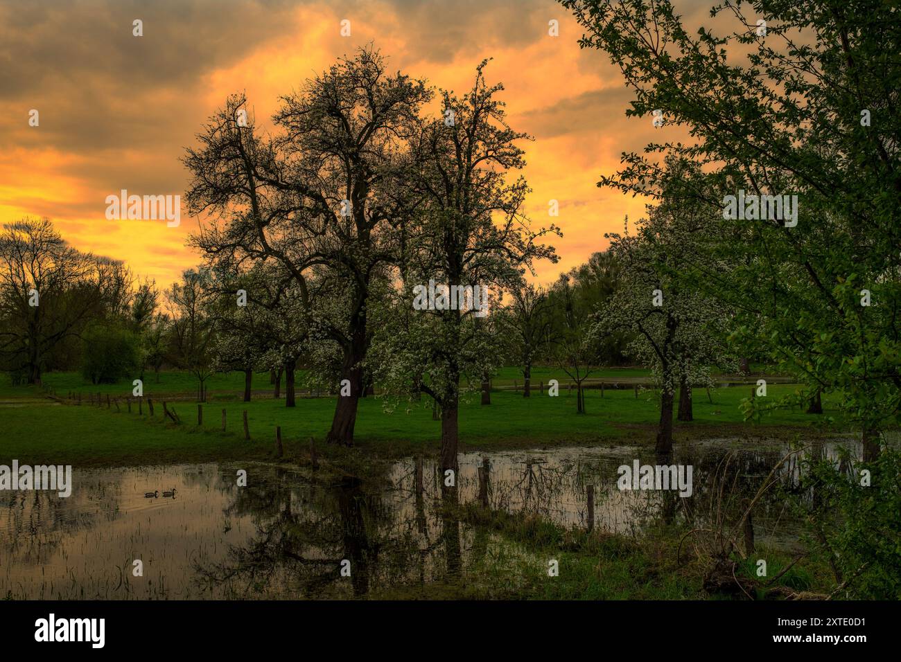 Spring trees in the nature reserve in Germany Stock Photo - Alamy