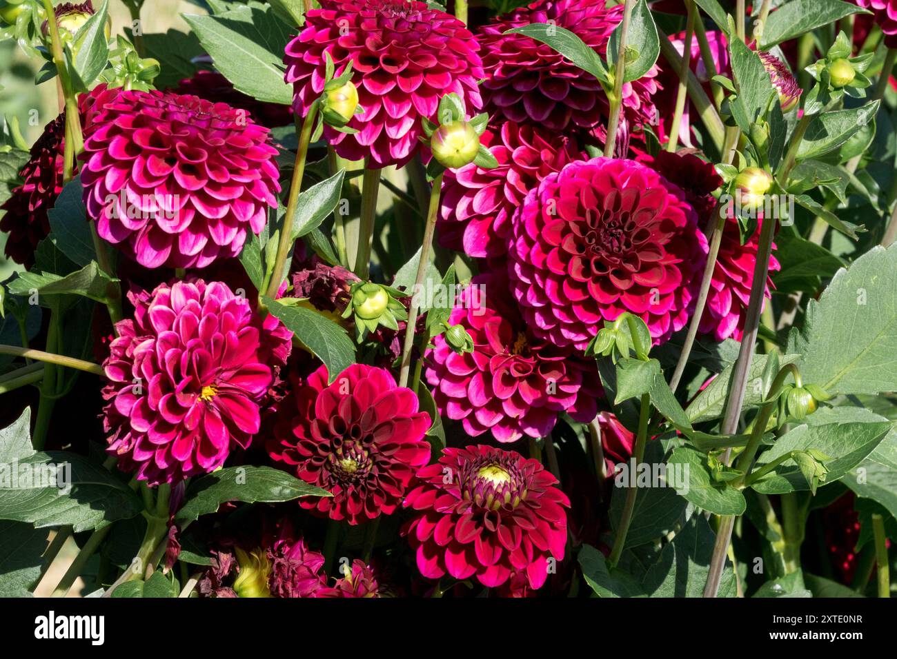 Dahlia "Maroon Fox" deep dark red pompon Dahlia flowerbed Stock Photo ...