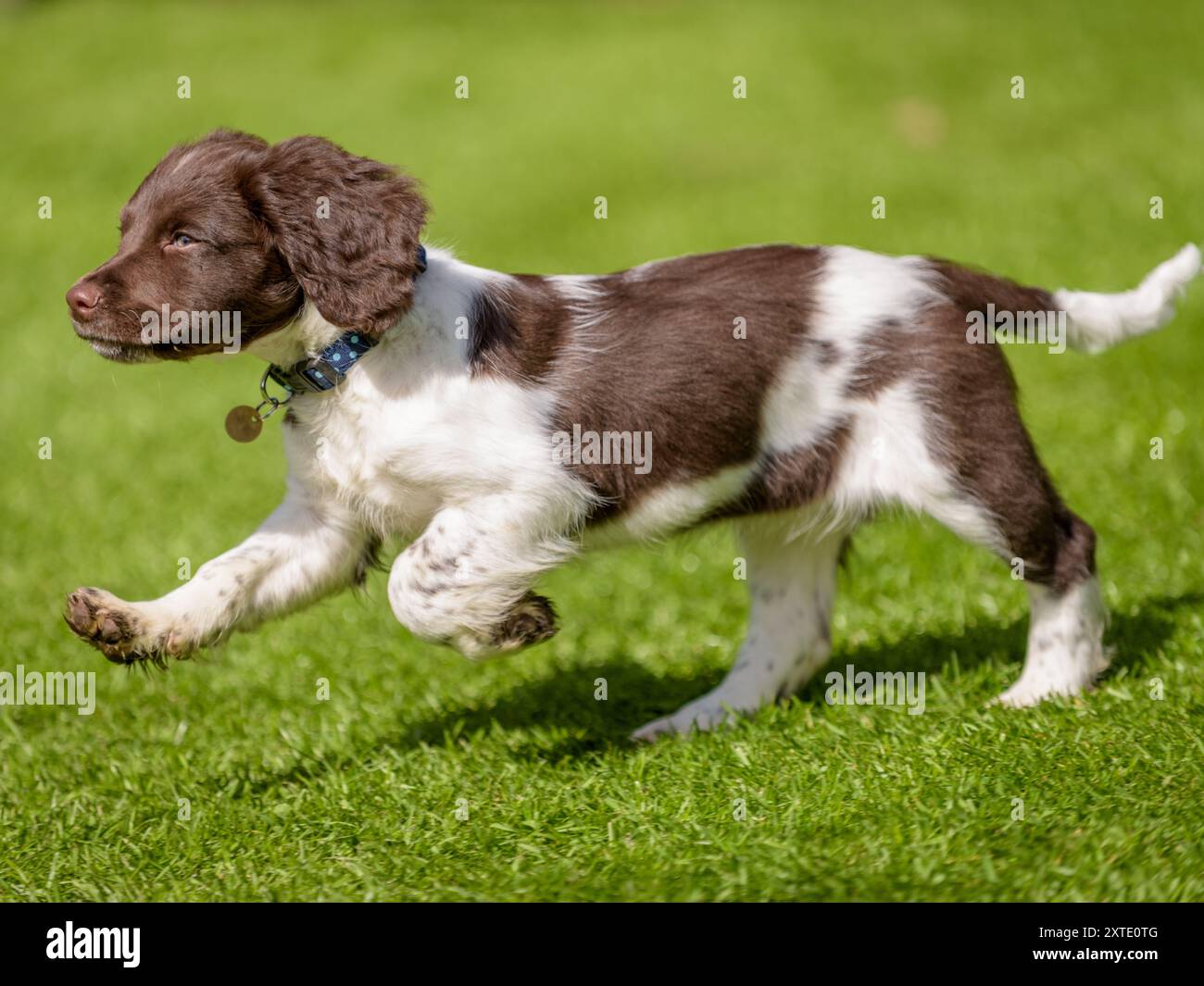 English springer spaniel puppy hi-res stock photography and images - Alamy