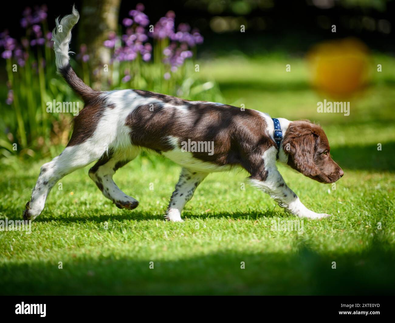 English springer spaniel puppy hi-res stock photography and images - Alamy