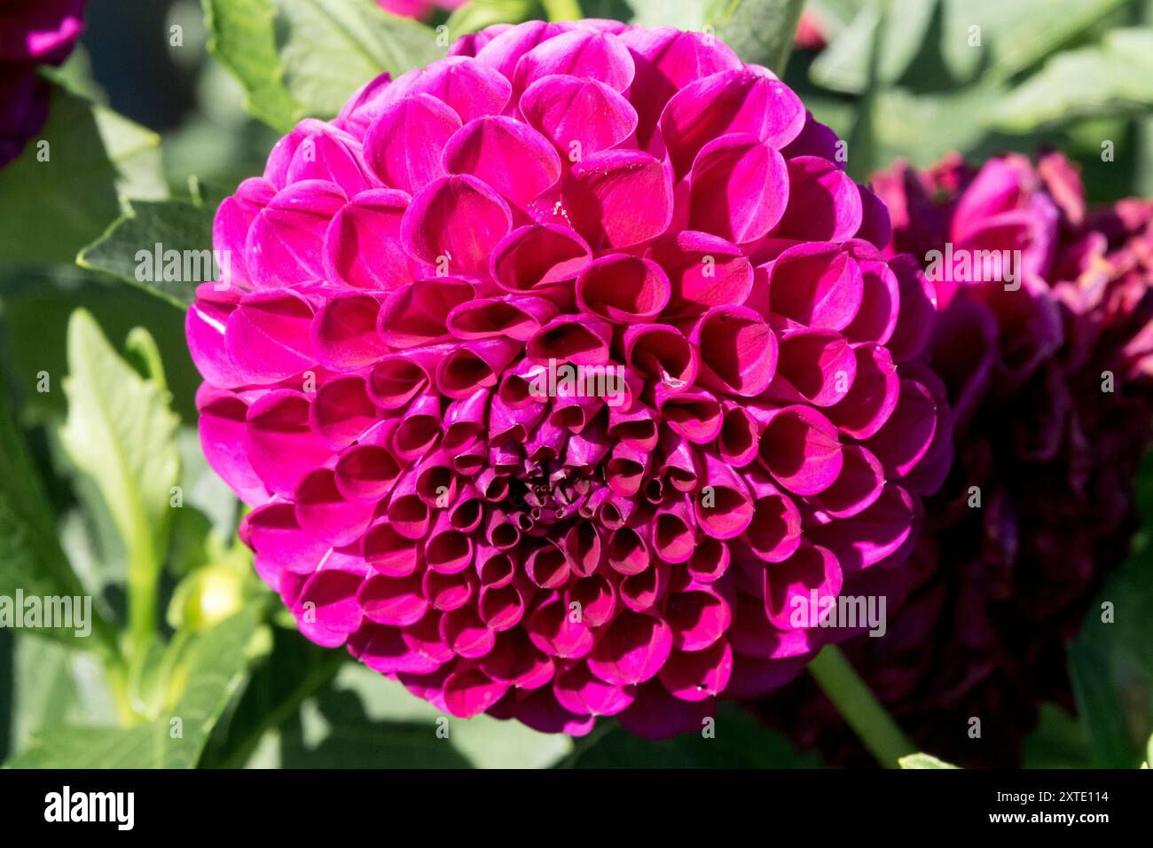 Decorative Ball Dahlia "Marble Ball" pompon flower Stock Photo - Alamy