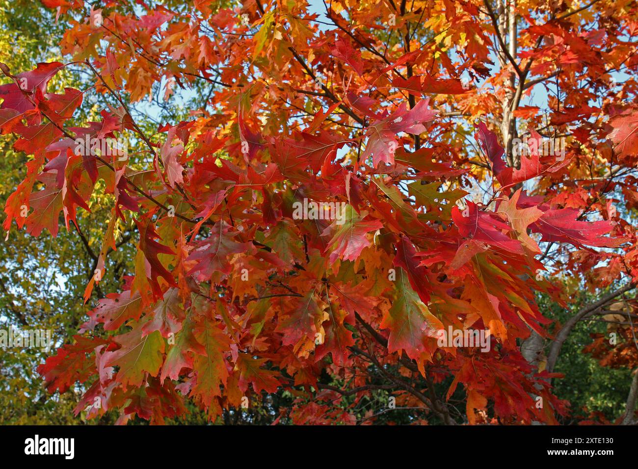 Close up of the beautiful fall foliage of a Northern Red Oak tree, with ...