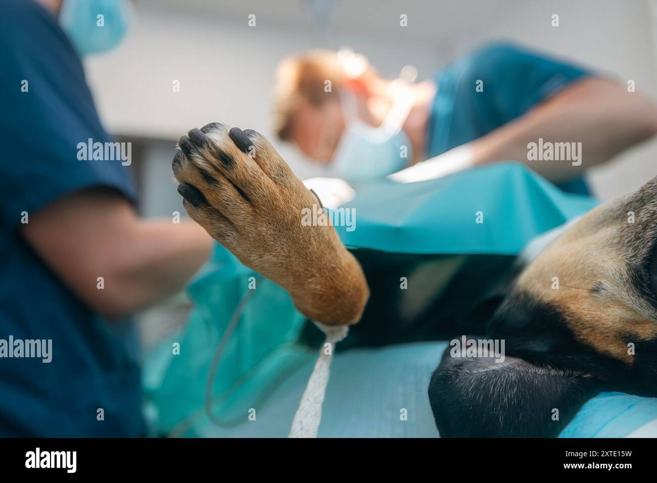Veterinarian during dog surgery. Selective focus on paw of pet lying on ...