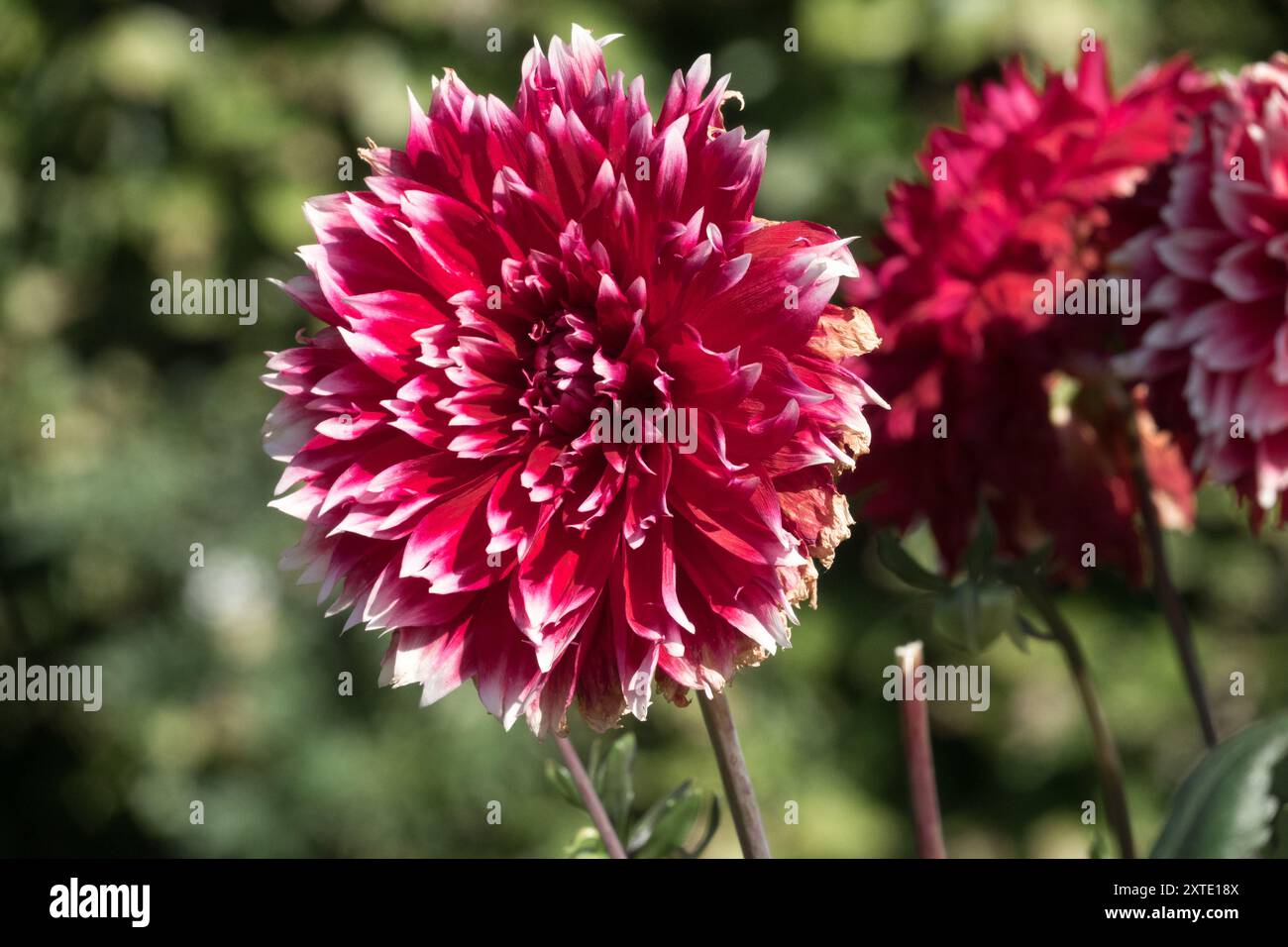 Dahlia "Red and White Fabuki" Dahlia flower Stock Photo - Alamy