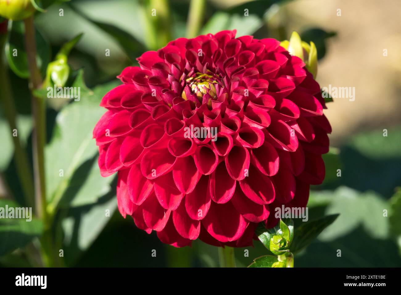 Dahlia Red Fox Stock Photo - Alamy