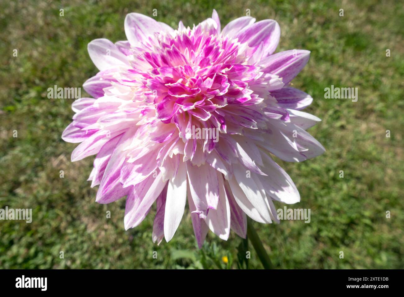 Dahlia "Que Sera" Pink White Dahlia flower Stock Photo - Alamy
