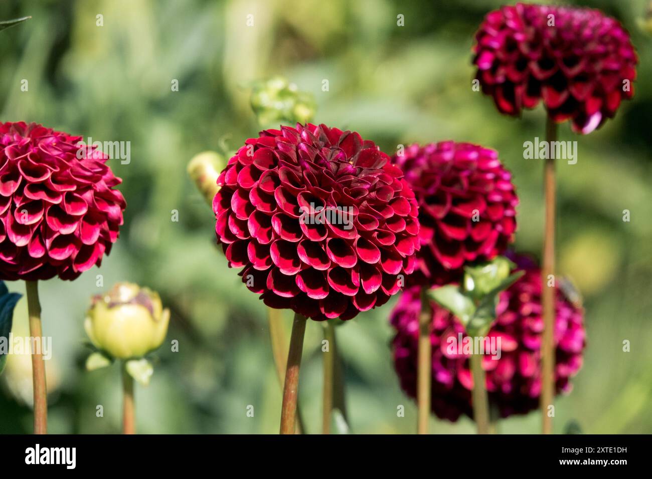 Miniature Ball Dahlia "Natal" pompon flower dark deep red Stock Photo ...