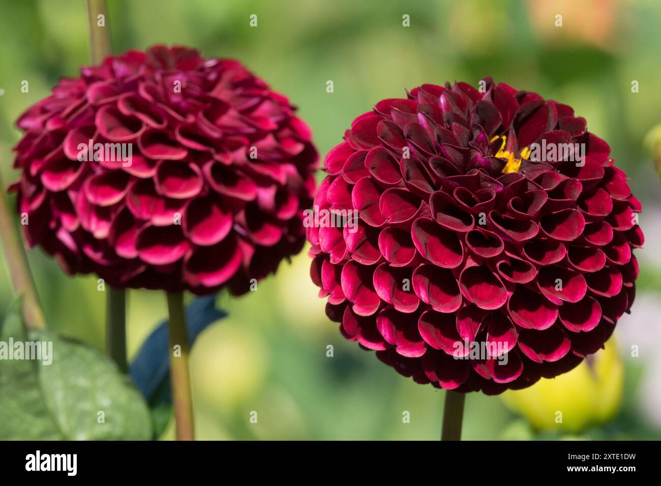 Miniature pompon dahlias hi-res stock photography and images - Alamy