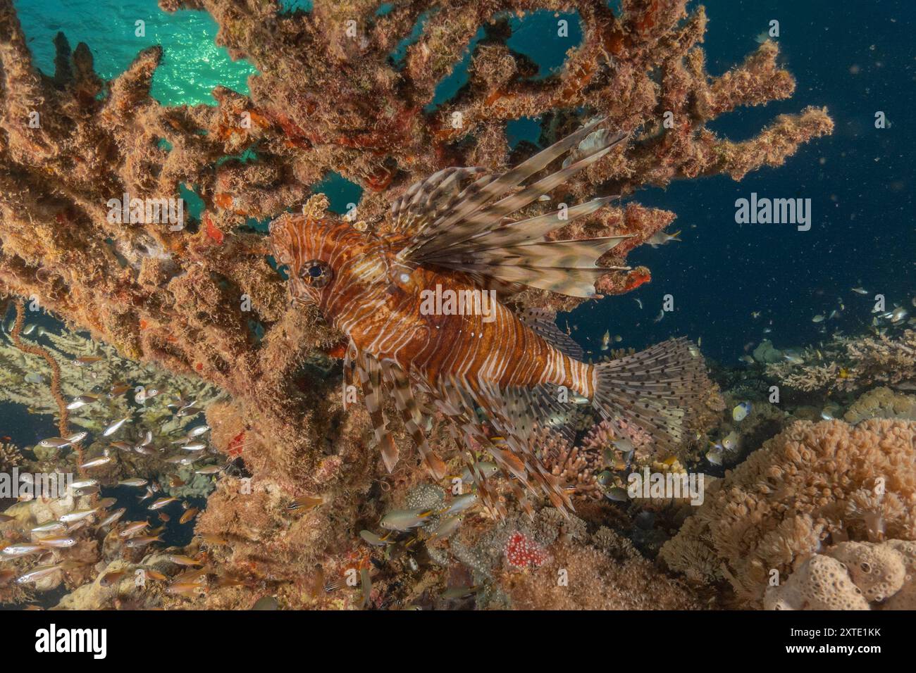 Lionfish (Pterois miles) in the Red Sea colorful fish, Eilat Israel ...