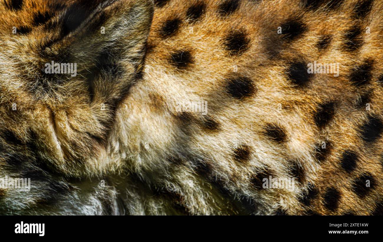 Cheetah fur, natural authentic wild animal hide, safari background, fur ...
