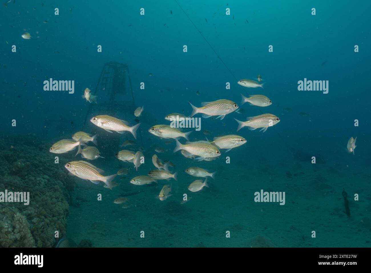 Fish swimming in the Red Sea, colorful fish, Eilat Israel Stock Photo ...
